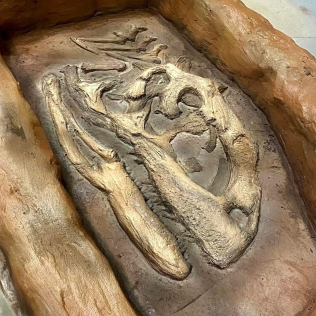 Dino Dig, Fossil Museum | Broken Bow & Hochatown, OK | Beaver's Bend ...